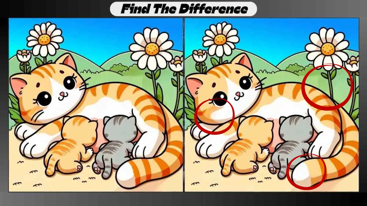 Spot the Difference Game: Find 3 Differences in Cat Pictures in 15 ...